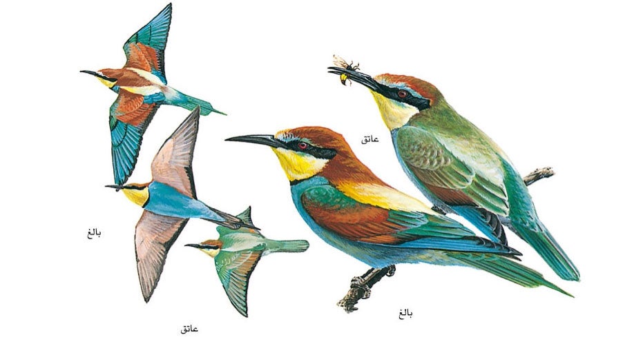 Birders of the World Can Now Learn Close to a Thousand Species in ...