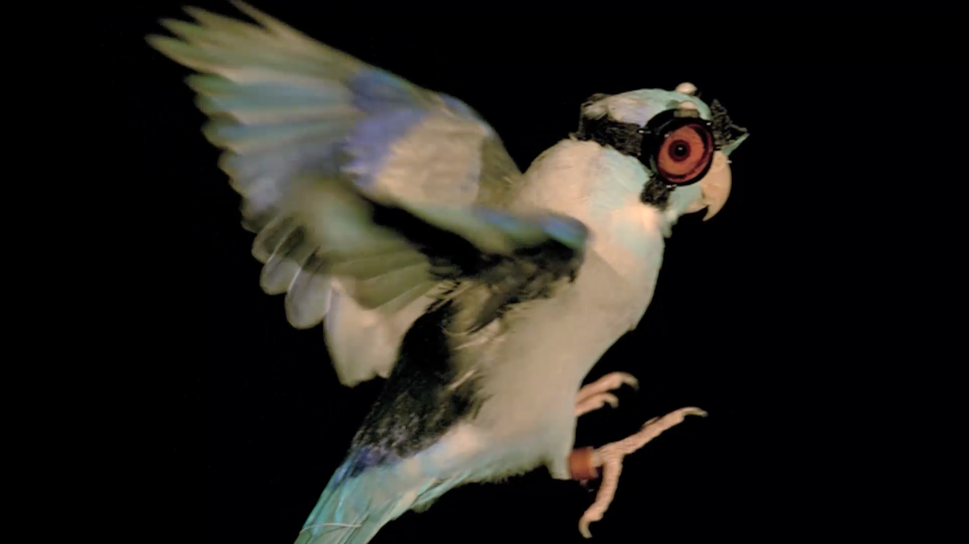 A Tiny Parrot Wearing Goggles Is Teaching Scientists How Birds Fly ...
