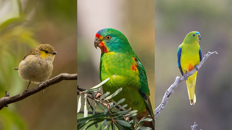 Crowd-Funding To Keep Three Birds’ Extinction at Bay | Audubon