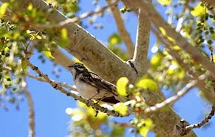 May is for the Birds | Audubon