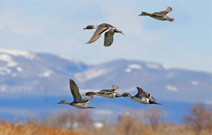 Important Bird Areas are Important to All | Audubon