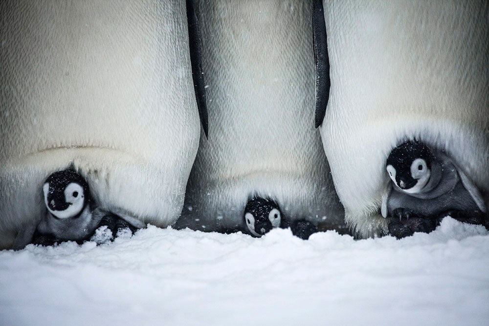 Watch a Cuddly Baby Penguin Struggle to Survive in its Chilly Home ...