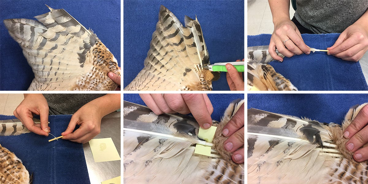 An Introduction to Imping, the Ancient Art of Feather-Mending | Audubon