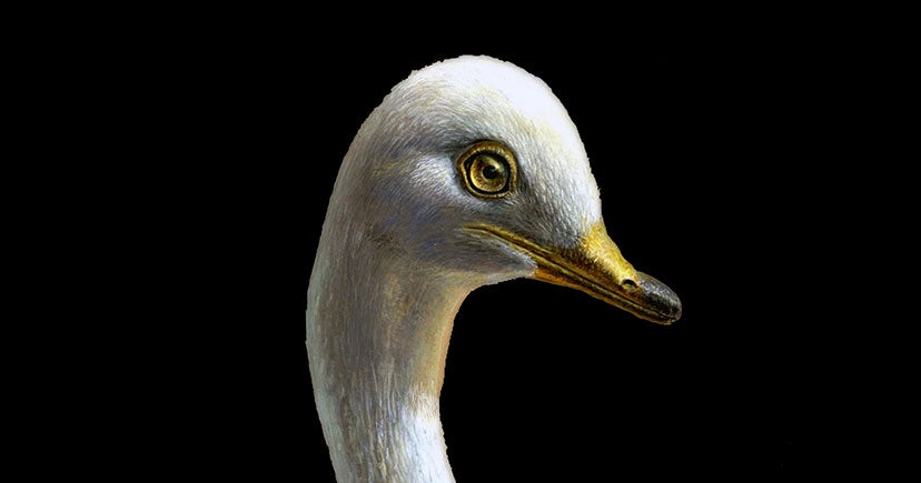 New Aquatic Dinosaur Find Is a Strange and Startling Avian Hodgepodge ...