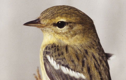 The Blackpoll Warbler: Tiny Bird, Amazing Migrator | Audubon