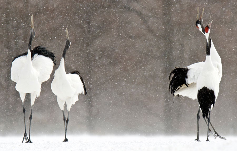 What Birds Tell Us About Climate Change's Threats | Audubon