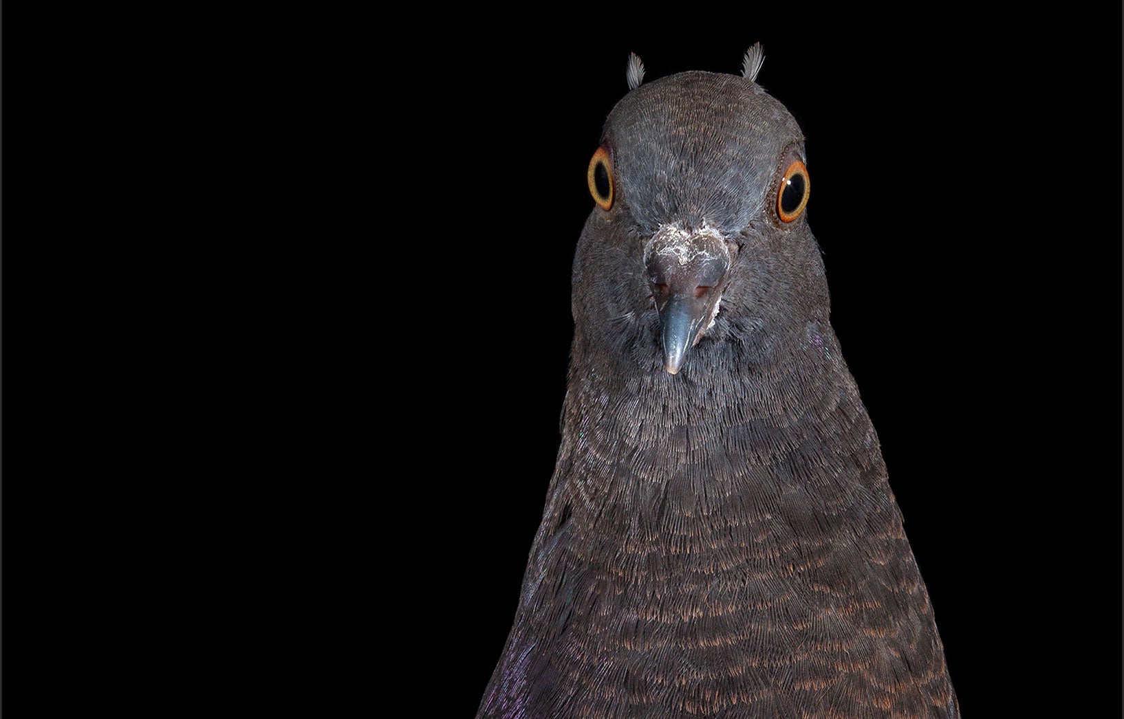 Can Pigeons Really Diagnose Cancer? | Audubon