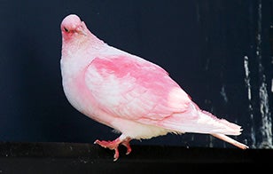 Why Are Some of England’s Pigeons Pink? | Audubon