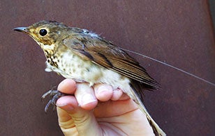 Chasing Birds Across the Country…for Science | Audubon