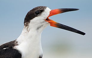 Mass Casualties From Climate Change | Audubon