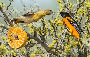 The Power of Chit-Chat | Audubon