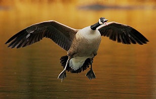 Confessions of a Goose-Puncher | Audubon