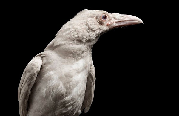 Rare Albino Raven Murdered | Audubon