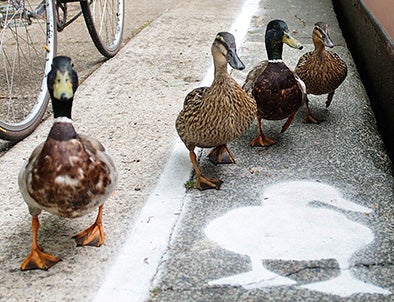 Britain Builds Fast Lanes for Ducks | Audubon