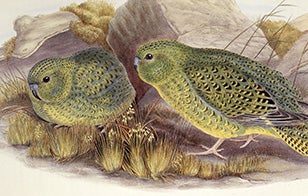 See Rare Footage of a Night Parrot in the Australian Bush | Audubon