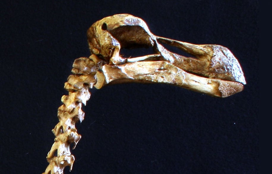 Bering Island Was a Giant, Extinct Seabird’s Last Stand | Audubon