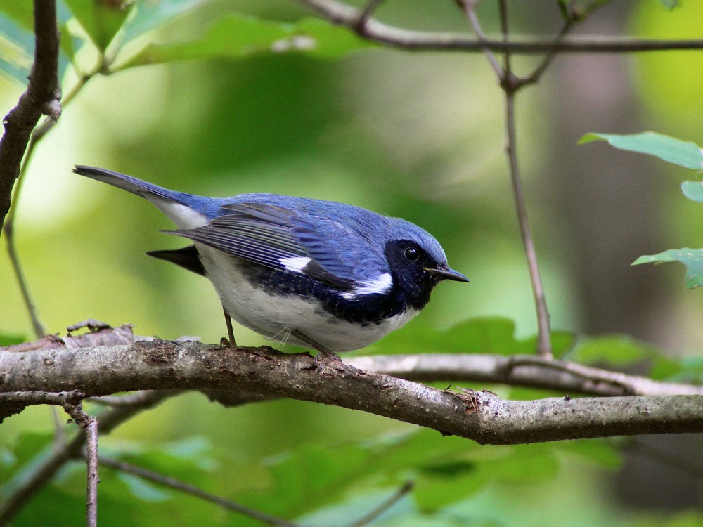 Why Fat Birds Are Better At Making Babies | Audubon