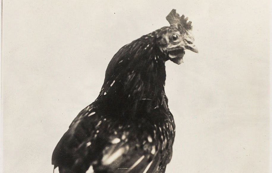 A Brief History of President-Bird Companionship | Audubon