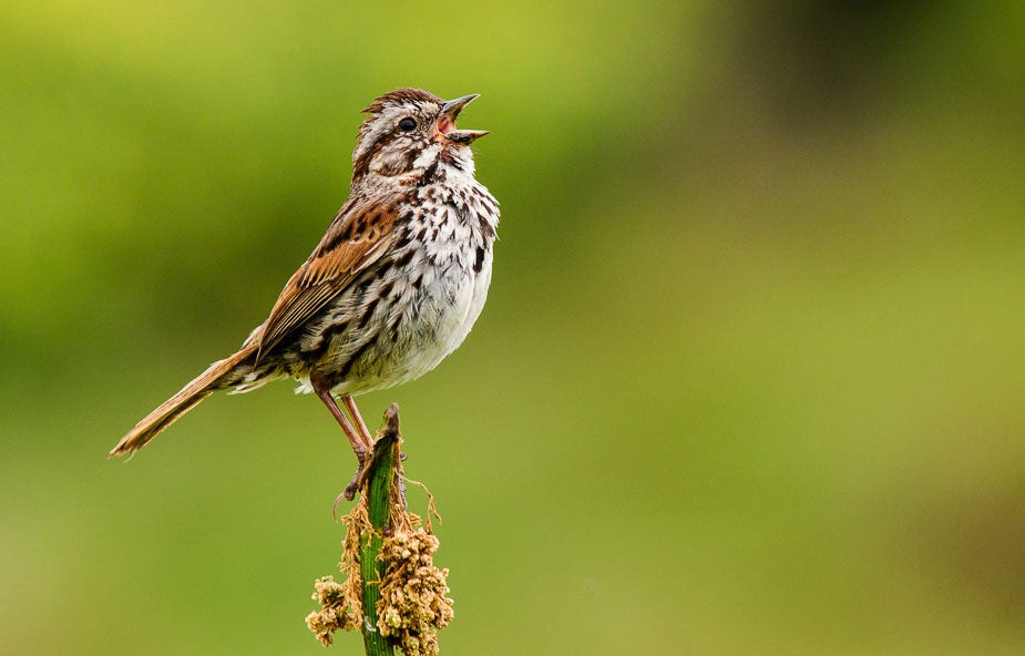 Jane Braxton Little | Audubon