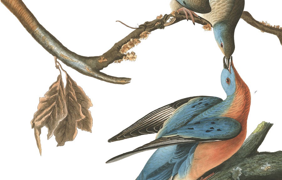 What Would Happen If We Brought Birds Back From The Dead? | Audubon