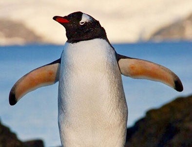 How Millennia-Old Penguin Poo Led Scientists to a Volcanic Discovery ...