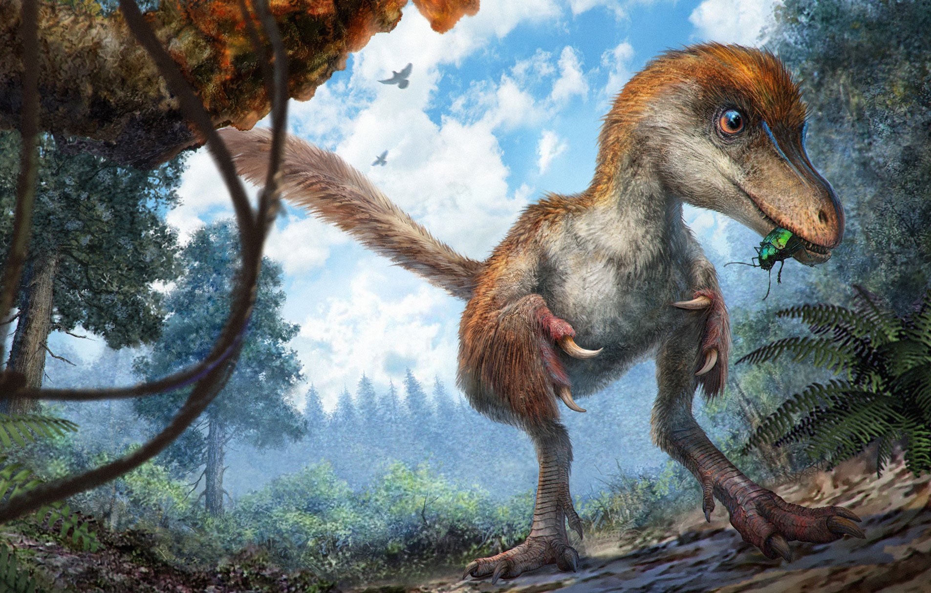 The Year in Big Ancient-Bird Discoveries | Audubon