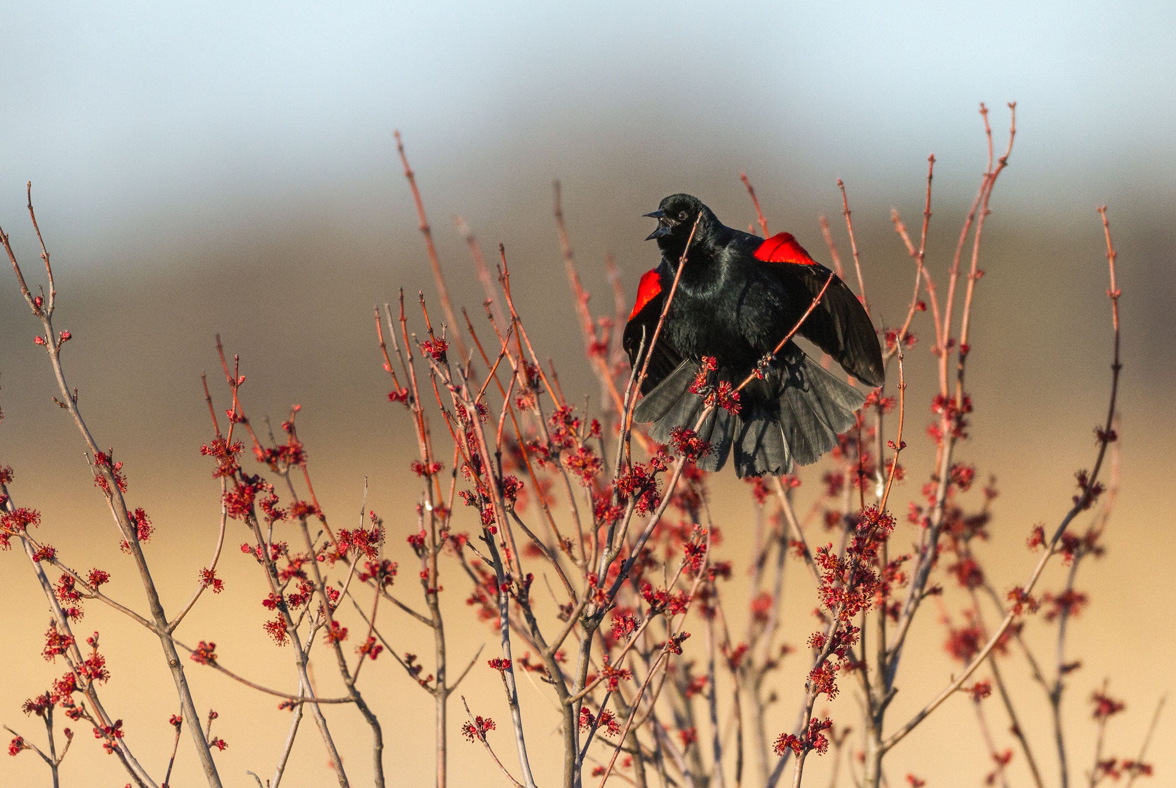 Seven Great National Wildlife Refuges Everyone Should Visit | Audubon