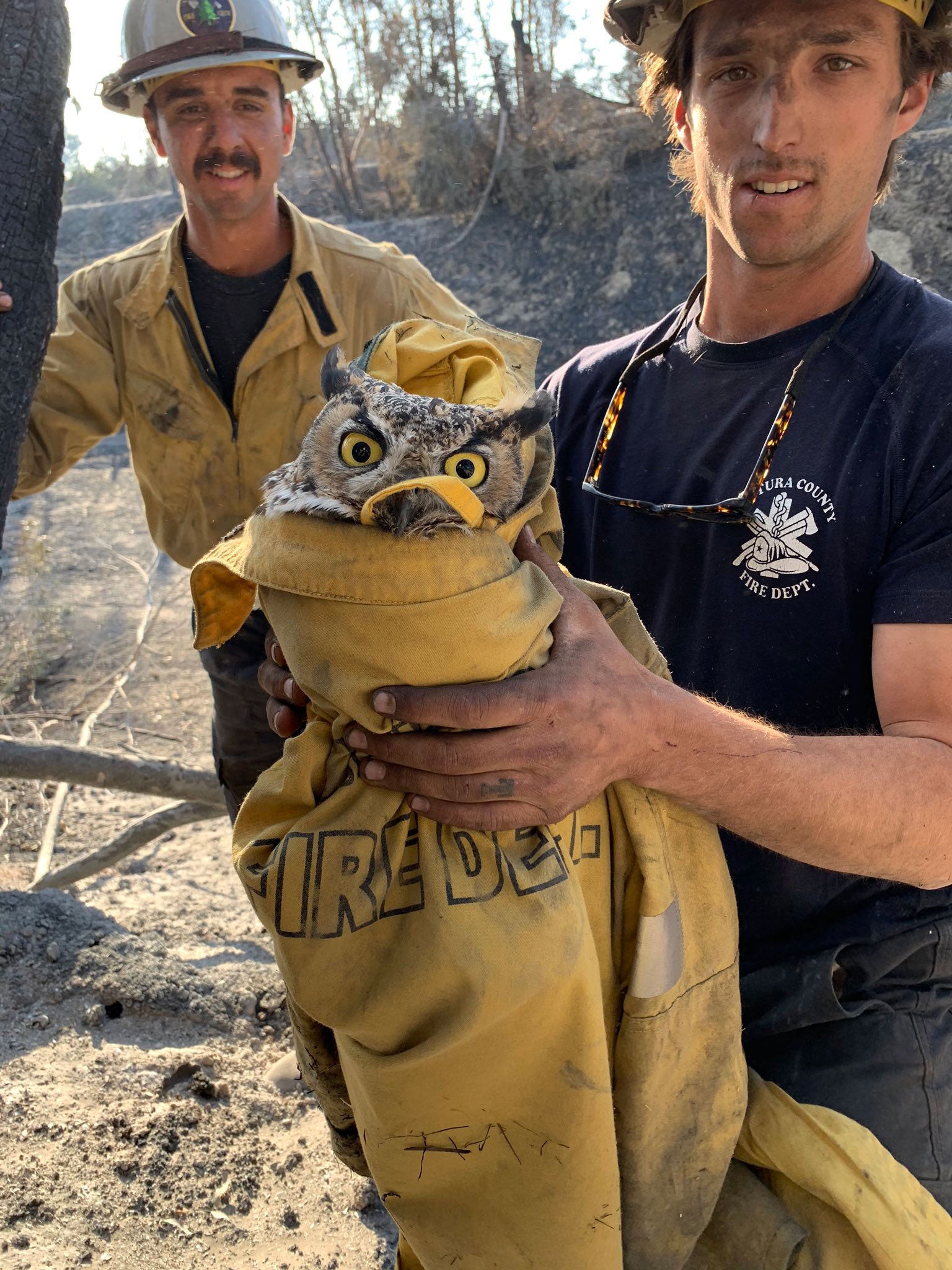 Firefighters Rescue Great Horned Owl from Ashes of California Wildfire ...