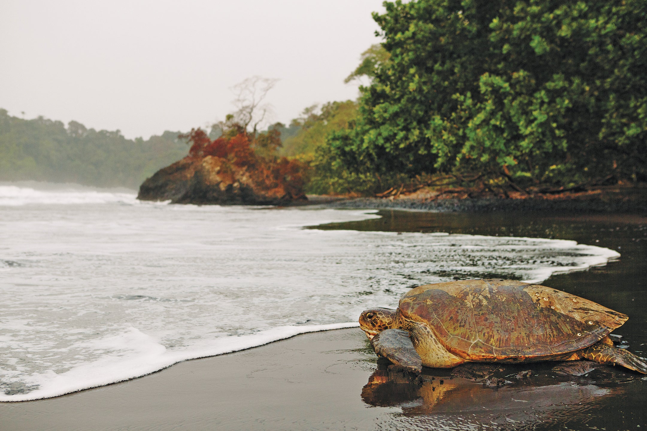 Land of the Lost Birds: Searching for Life in the Forests of Bioko ...