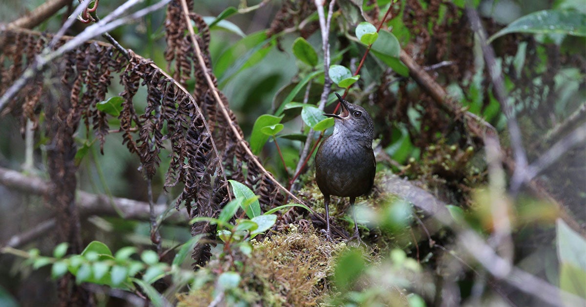 10 New Birds Described in Biggest Avian Discovery in More Than a ...