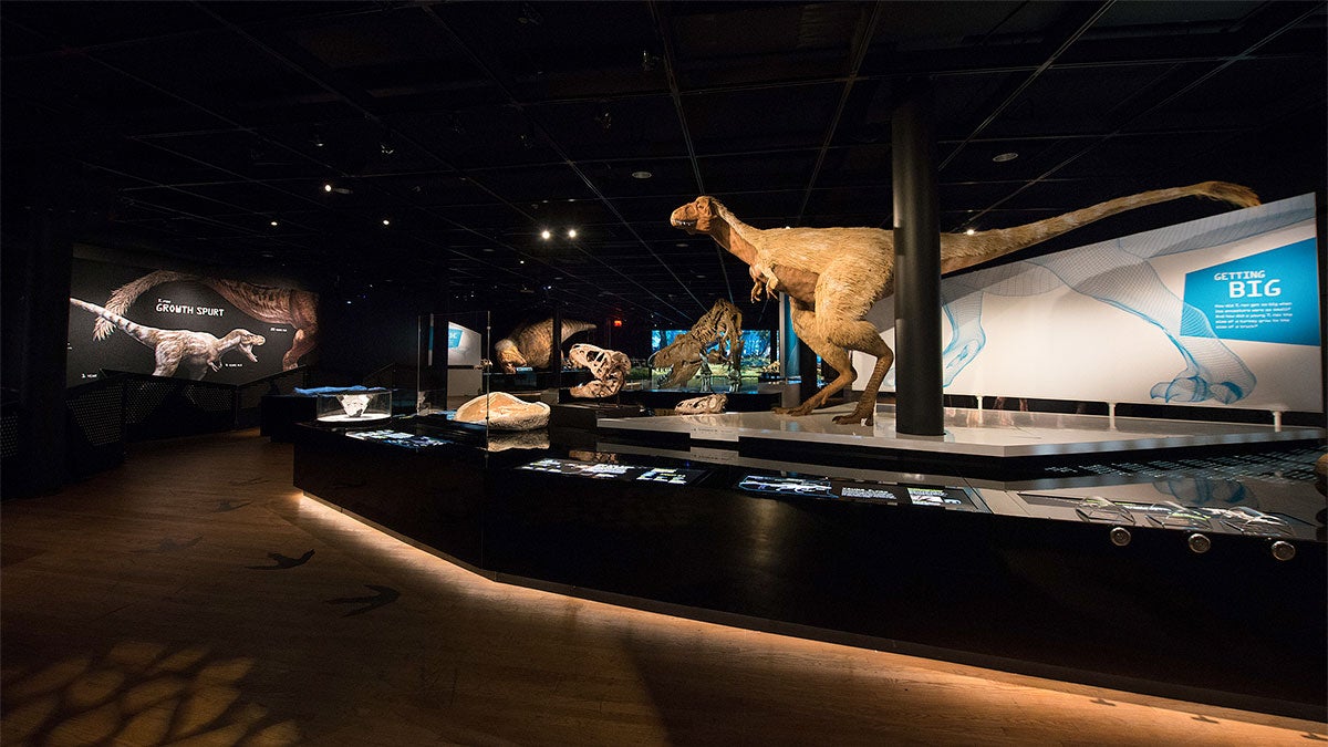 How Birds Are Helping Scientists Reimagine a Feathered T. Rex | Audubon