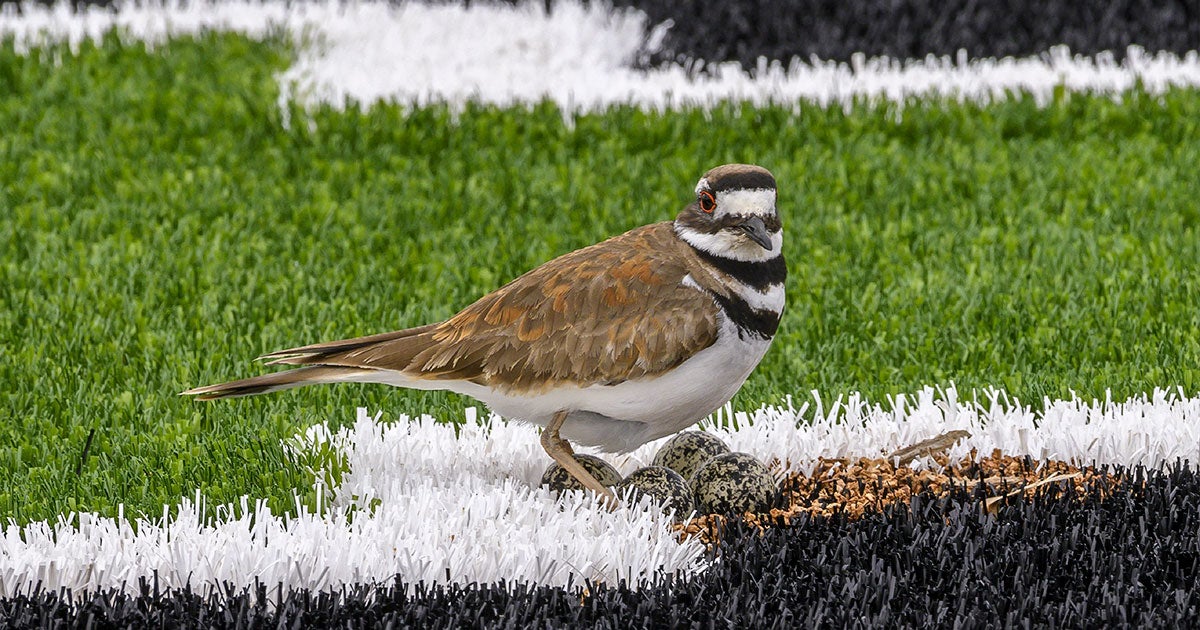 Nesting Killdeer Called for Delay of Games | Audubon