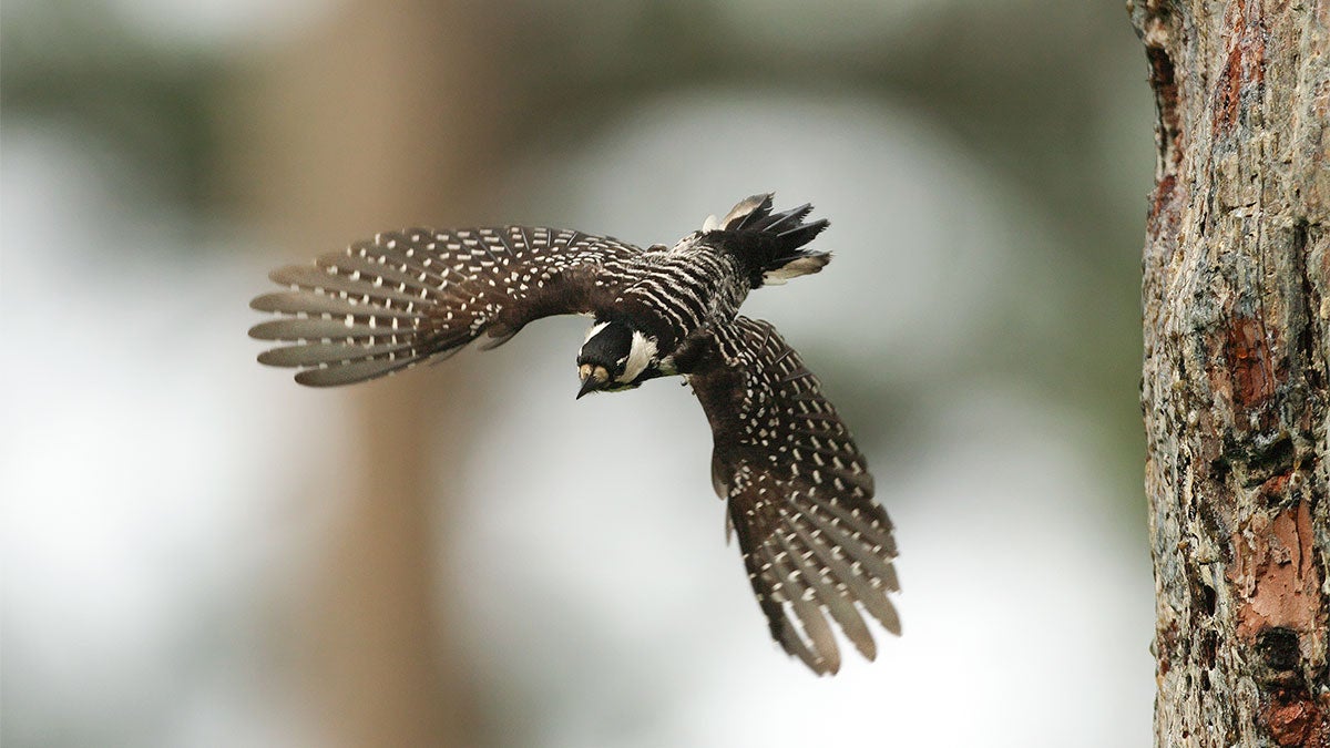 South Carolina’s Most Powerful Conservation Tool Is Renewed—Forever ...
