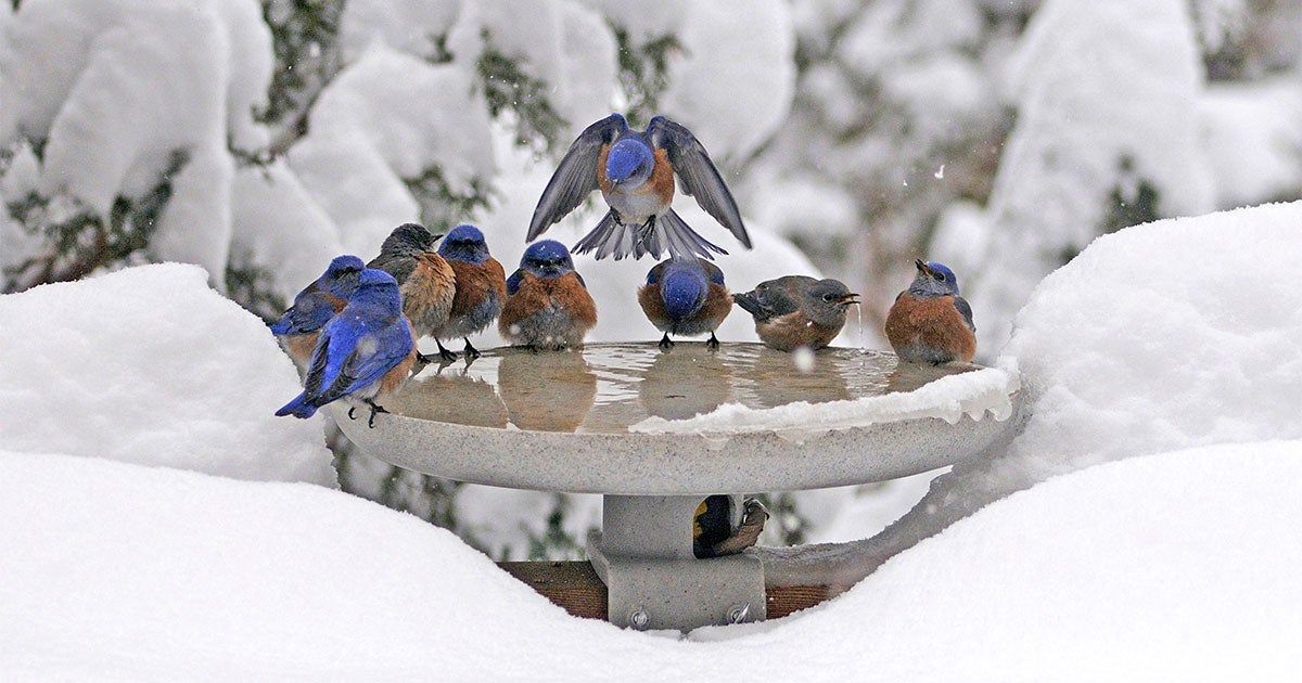 118th Christmas Bird Count: U.S. High Counts | Audubon
