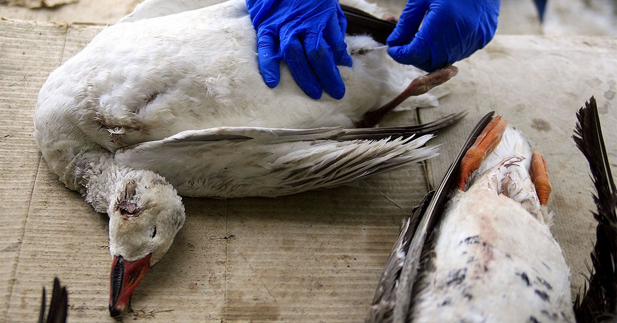 Birds Have Their Own Disease Problems That Sometimes Become Ours | Audubon
