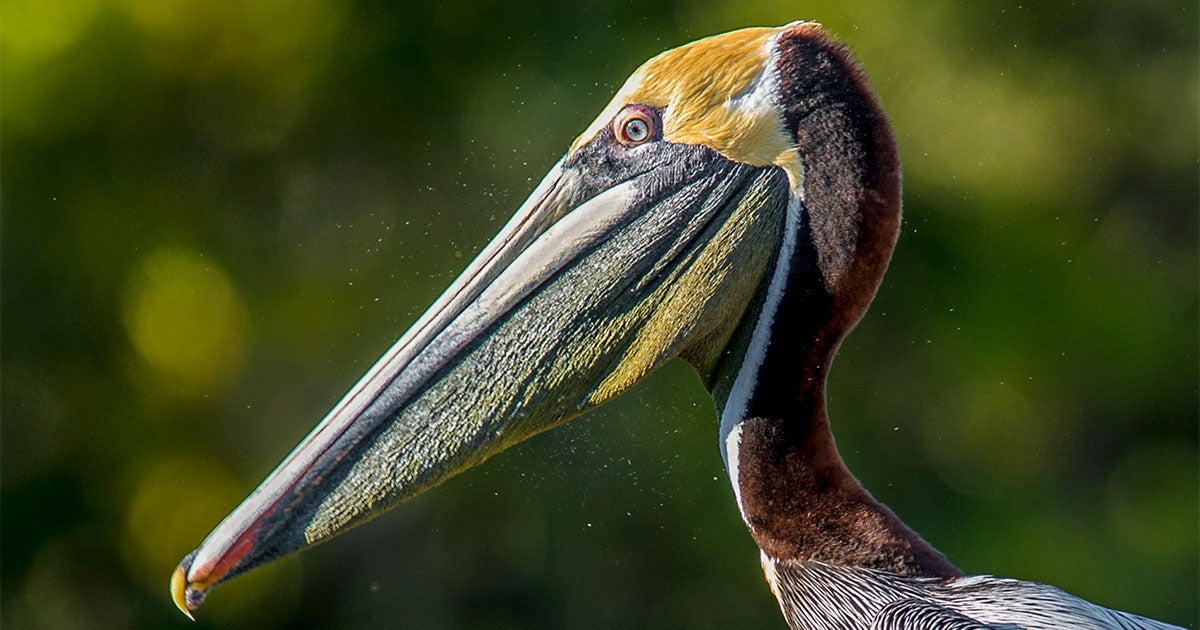 Audubon Statement on Draft Legislation to Amend Endangered Species Act ...