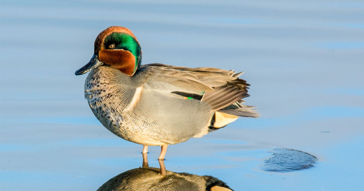 Find Some Dapper Ducks This Fall | Audubon