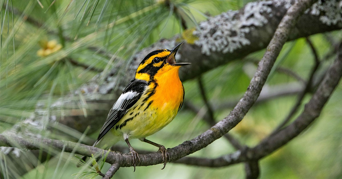 A Sneak Peek into Audubon's New Migratory Bird Initiative | Audubon