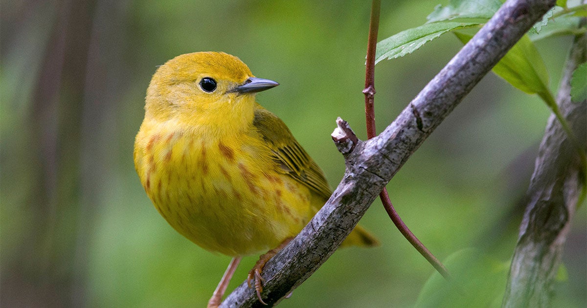 New Audubon Science: Two-Thirds of North American Birds at Risk of ...