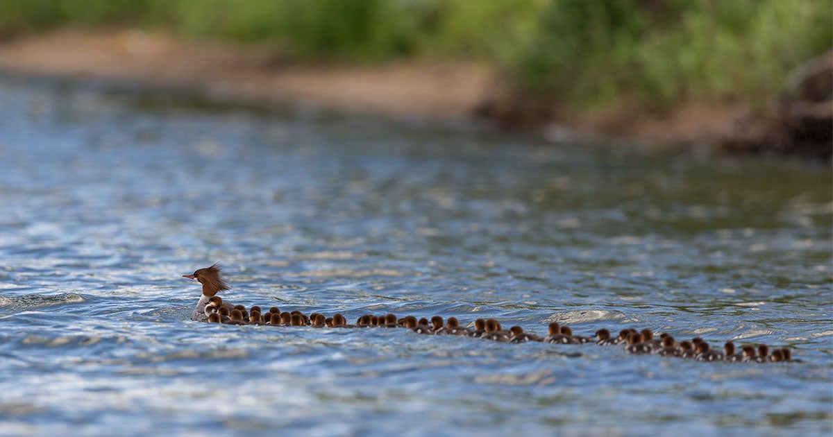 Here's Why This Mama Merganser Has More Than 50 Ducklings | Audubon