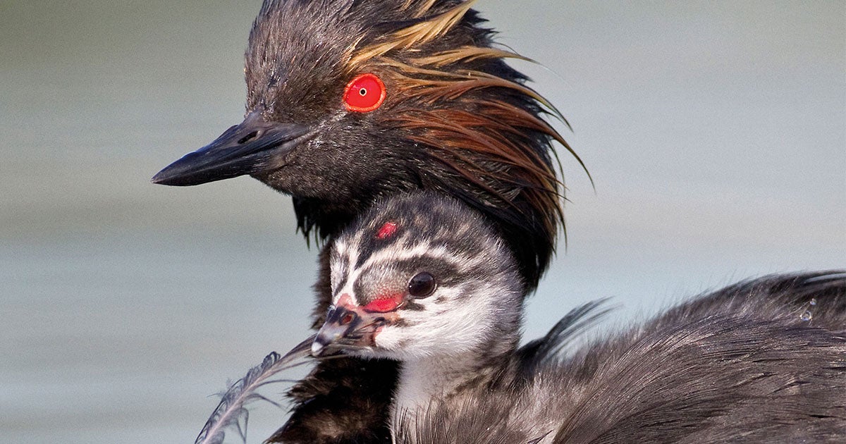 7 Baby Waterbirds to Make You Squeal | Audubon