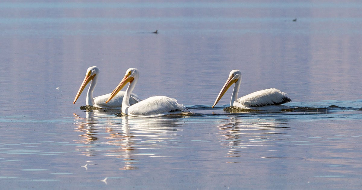 Audubon California's Bird Data Shows the Path Forward at the Salton Sea ...