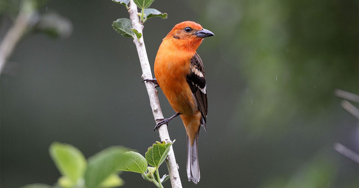 Mountain Birds Need to Move Even Higher to Survive | Audubon