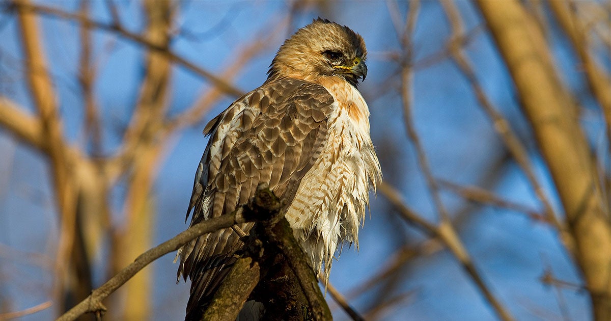 Male Red Tailed Hawk