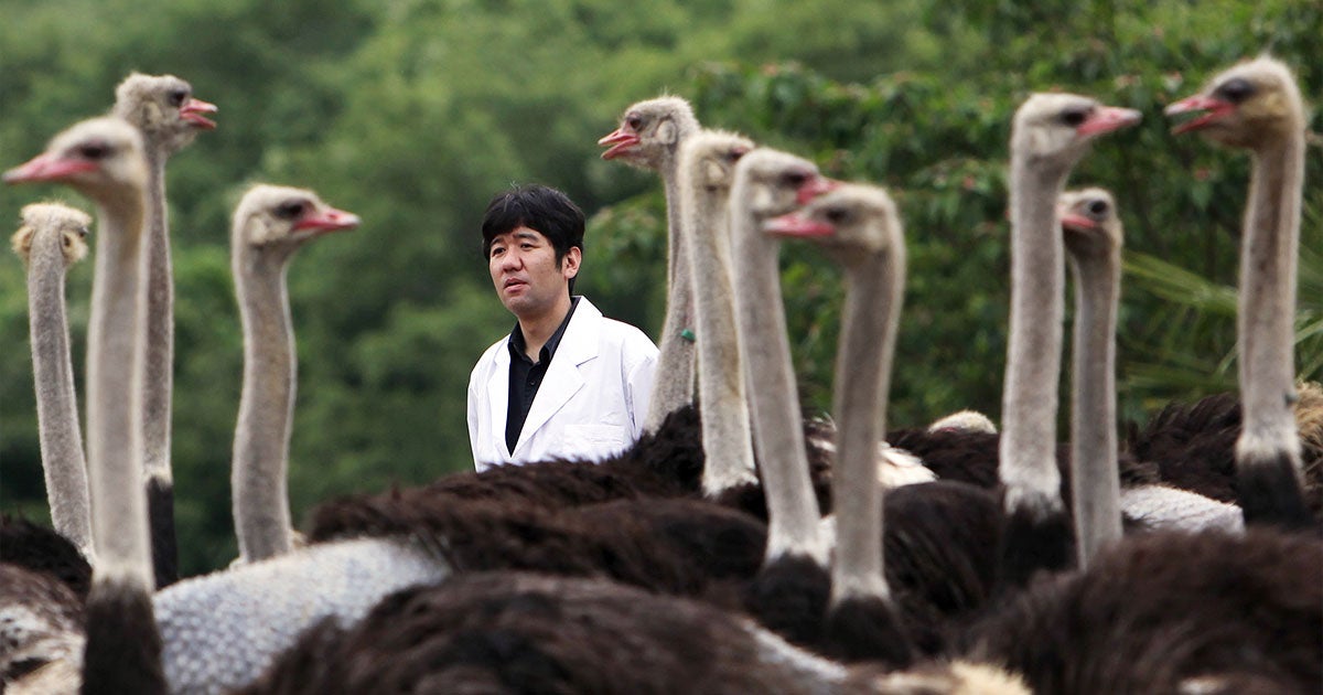 How the Biggest Birds on Earth Could Help Fend Off Epidemics | 探花精选