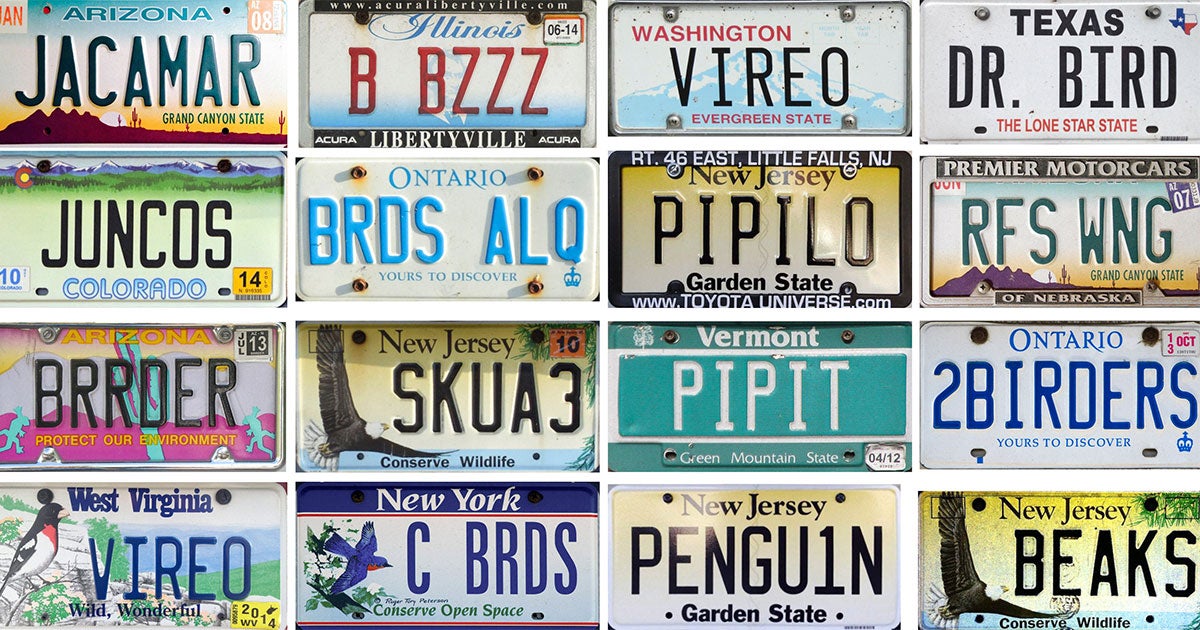 License Plate Yellow Bird Chris Woodcock's BIRD License Plates