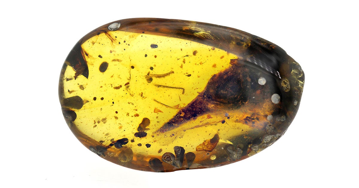 Ancient Bird Fossil Smaller than a Hummingbird Discovered in Amber ...
