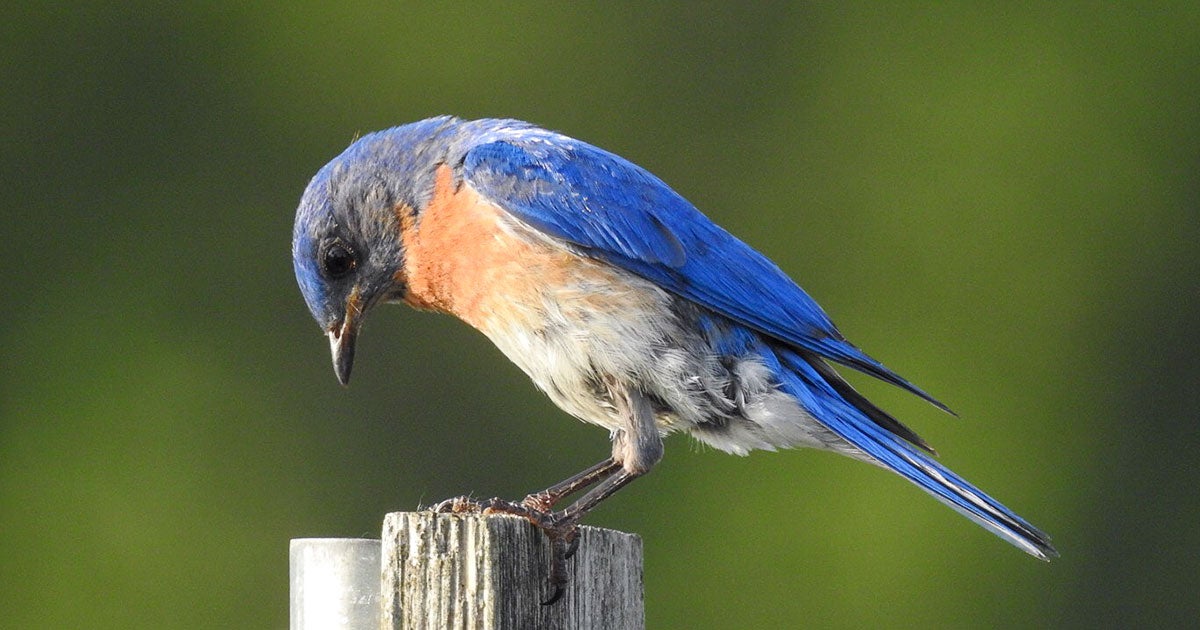 Chicks and Wasps Galore—Behind the Scenes of a First-Year Bluebird ...