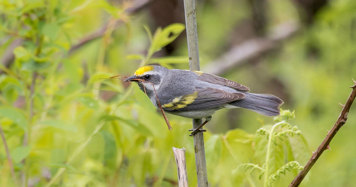 When Female Birds Are Overlooked, Conservation Suffers | Audubon