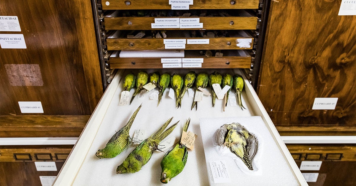 John Young Rediscovered the Australian Night Parrot, but Did He Lie ...